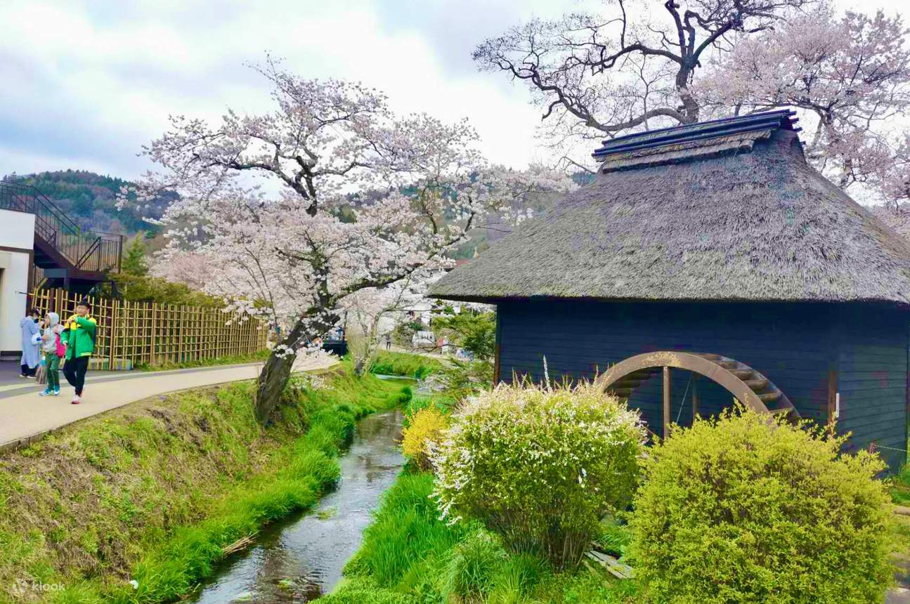 Mount Fuji Cherry Blossoms & Hakone One-Day Tour, Lake Kawaguchi Oishi ...